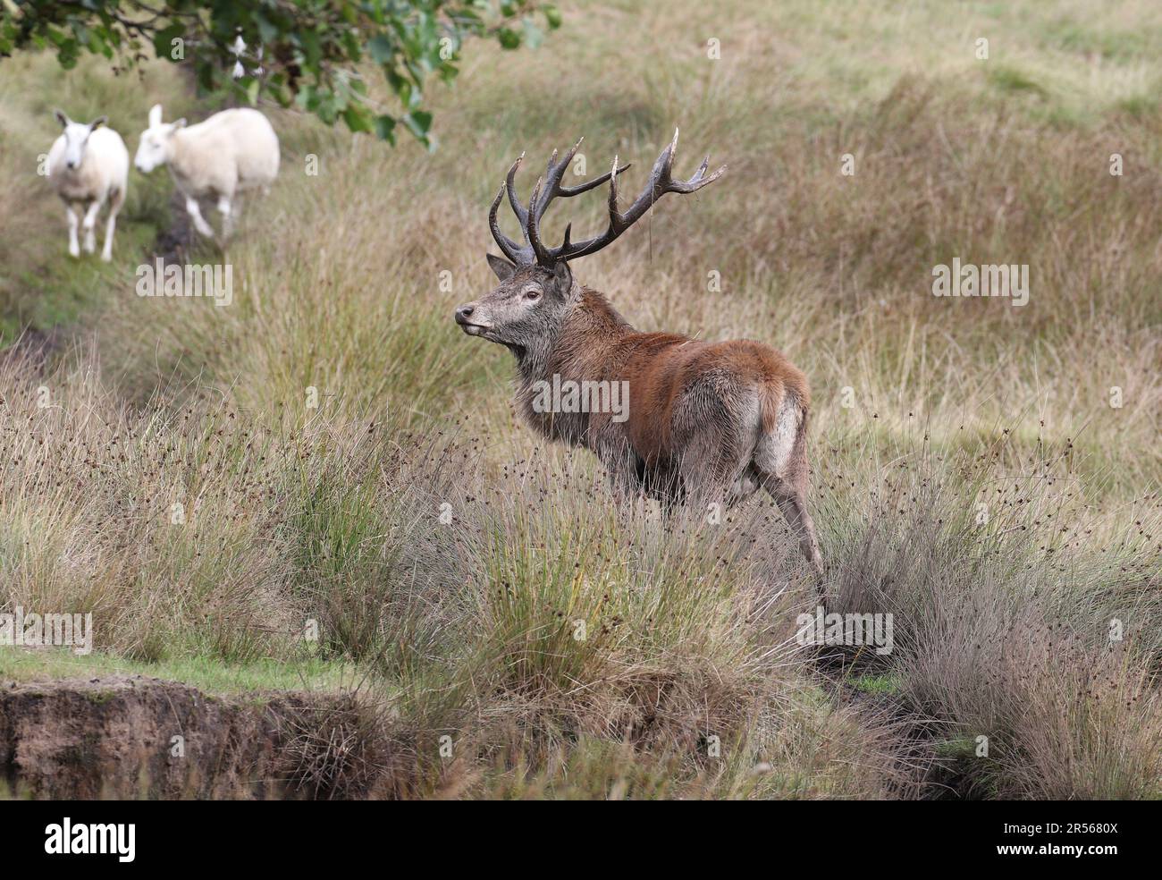 Red stag and sheep in a meadow in the rutting season Stock Photo - Alamy