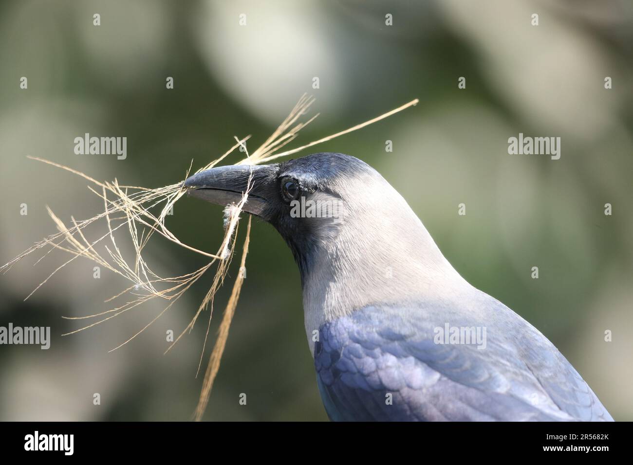 Pronounced animal hi-res stock photography and images - Alamy