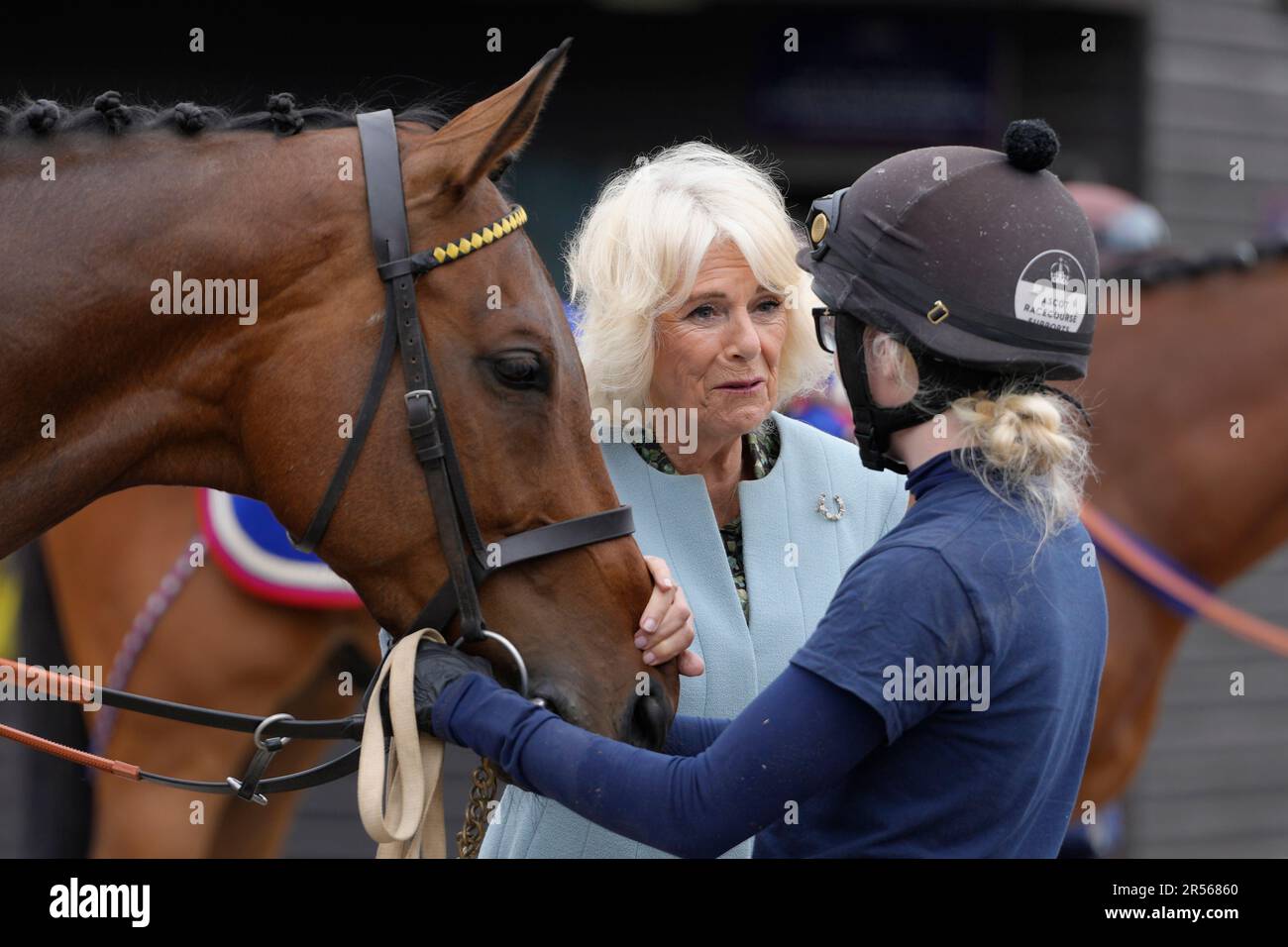 Queen Camilla strokes a horse called 'Send Her Victorias' in the Best ...