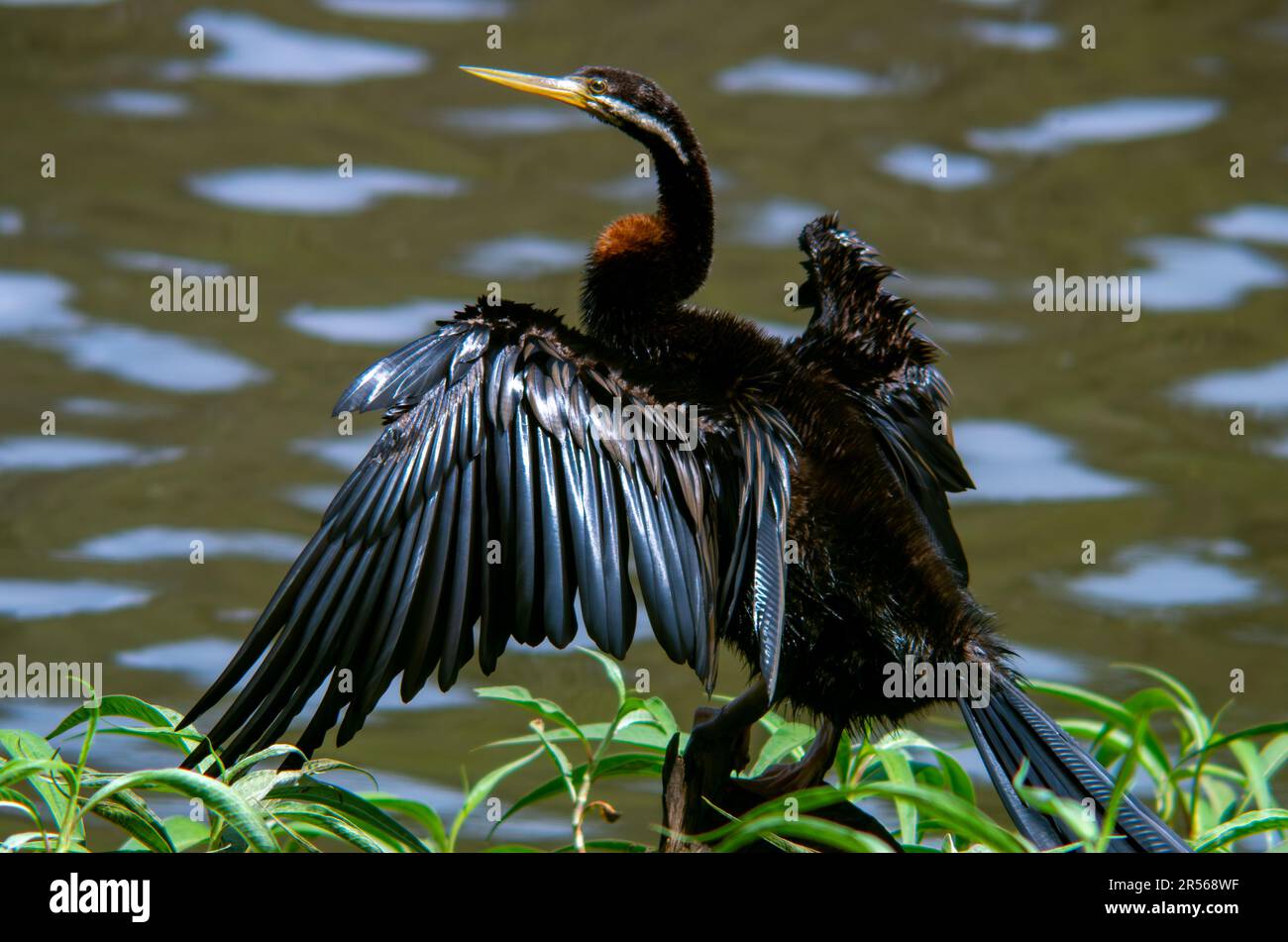 Australasian Darter, Anhinga novaehollandiae, Male Stock Photo - Alamy