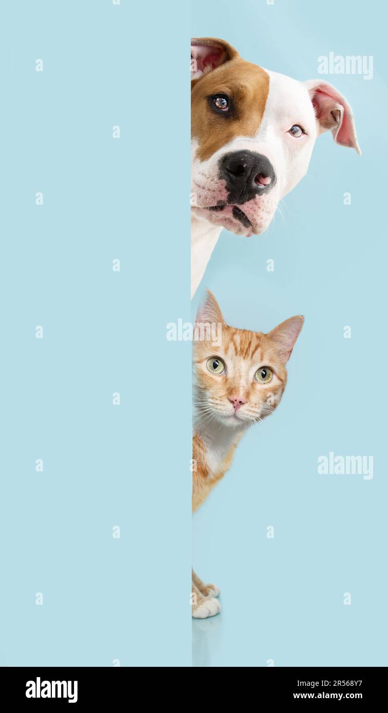 Vertical pets peeking. Portrait hide ginger orange cat and american ...