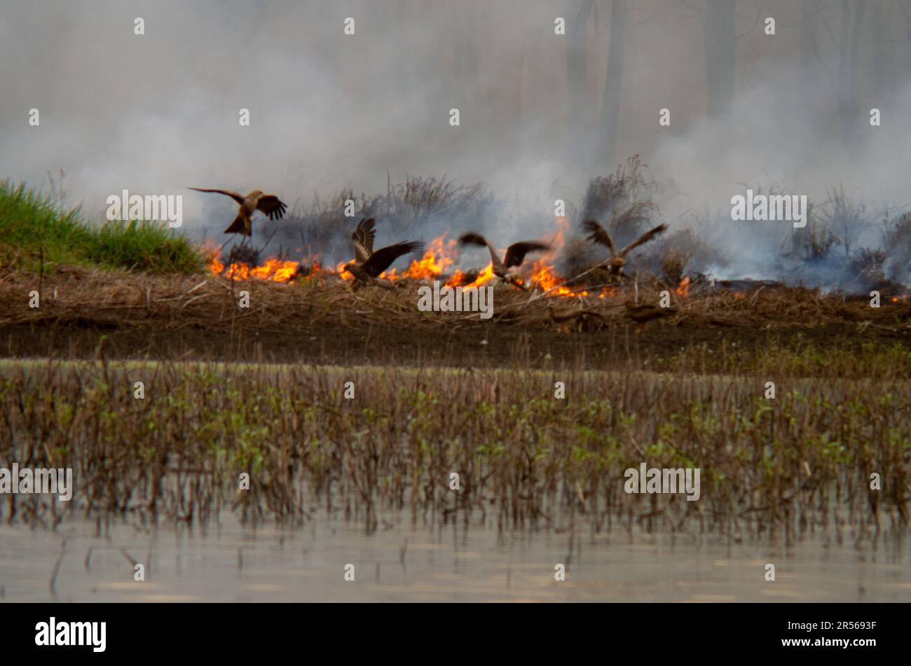 Fire, Smoke,Hazard Reduction Burn, Hastie Swamp, Australia Stock Photo ...