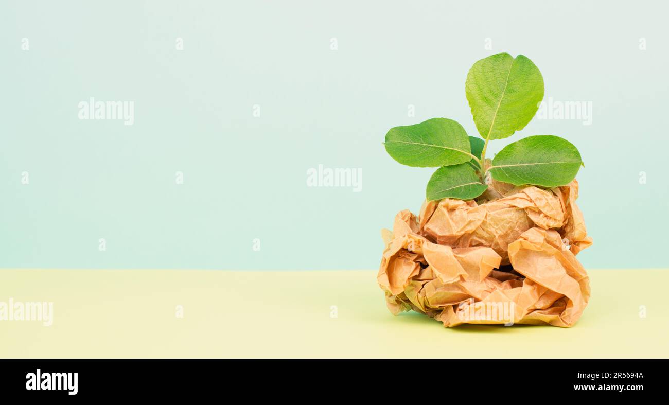 Small tree growing from a crumpled recycled paper, protection of the ...