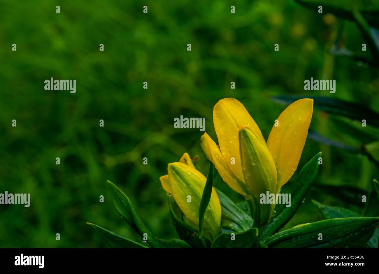 A bright yellow lily begins to bloom covered with raindrops. The yellow ...