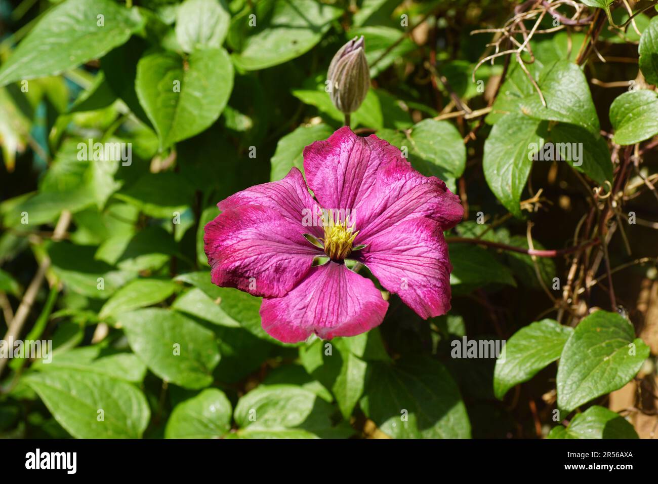 Close up carmine red flower of clematis "Ville de Lyon". Buttercup ...