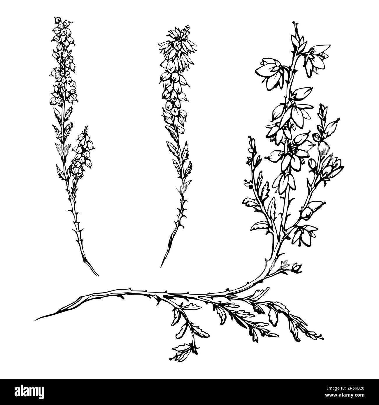 Highland vegetation Stock Vector Images - Alamy