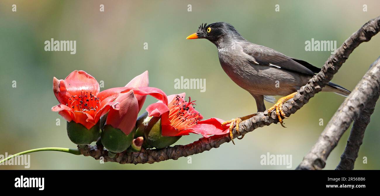 The jungle myna (Acridotheres fuscus) is a myna, a member of the ...