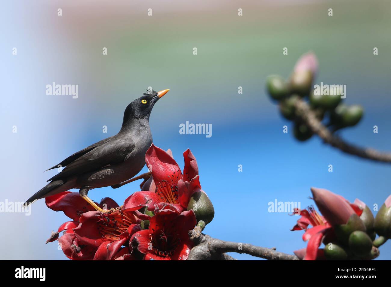 Urban jungle dhaka hi-res stock photography and images - Alamy