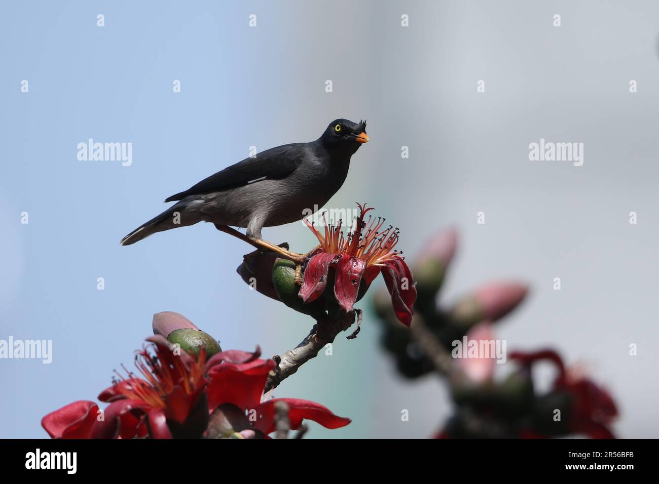Urban jungle dhaka hi-res stock photography and images - Alamy