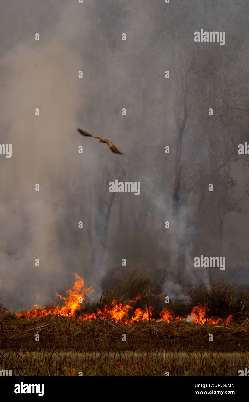 Fire, Smoke,Hazard Reduction Burn, Hastie Swamp, Australia Stock Photo ...