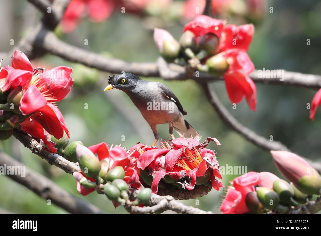 Urban jungle dhaka hi-res stock photography and images - Alamy