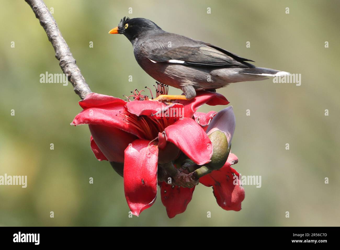 The jungle myna (Acridotheres fuscus) is a myna, a member of the ...