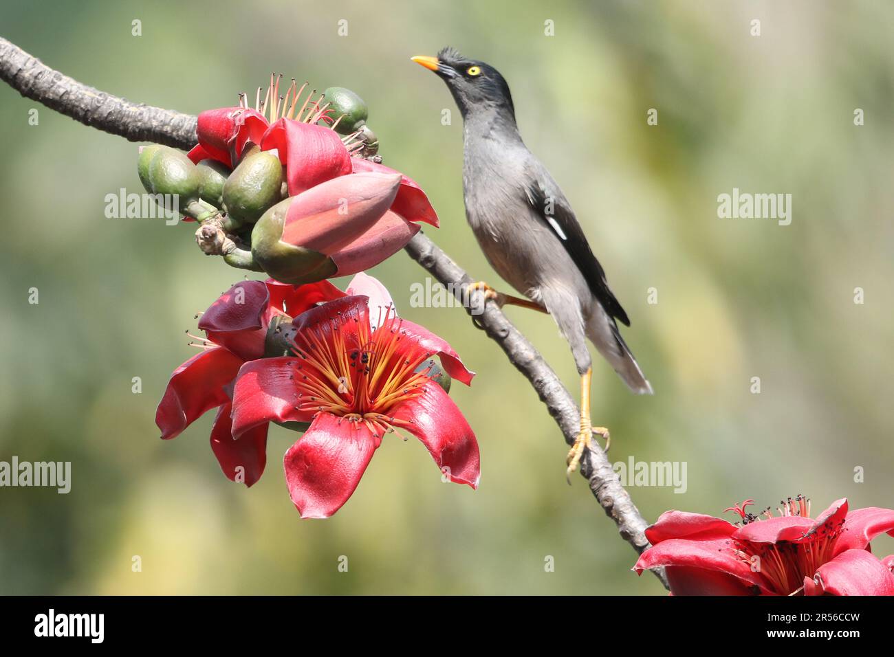 Urban jungle dhaka hi-res stock photography and images - Alamy