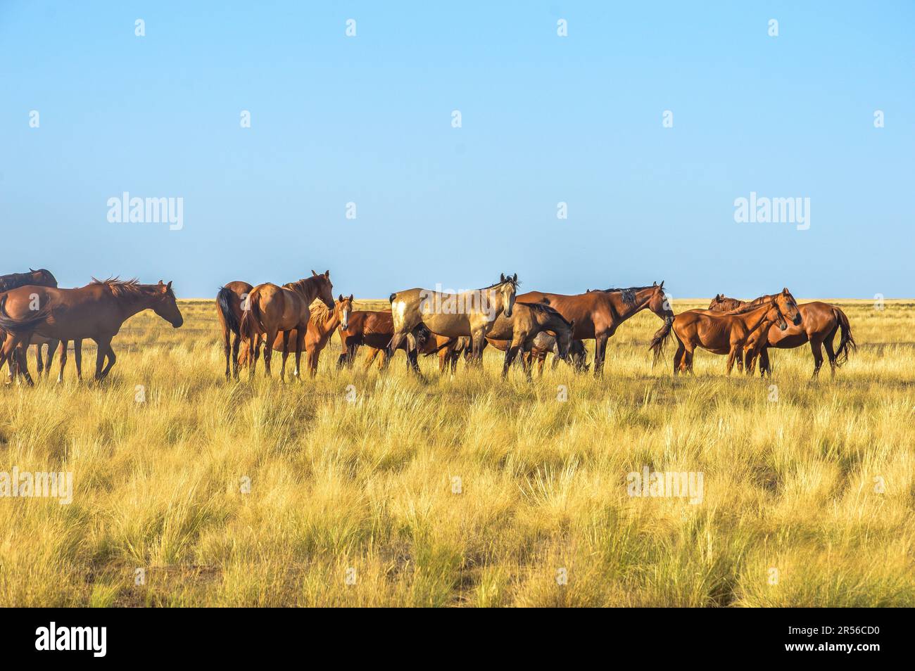 Horses in Kalmykia, steppe, Russia Stock Photo - Alamy
