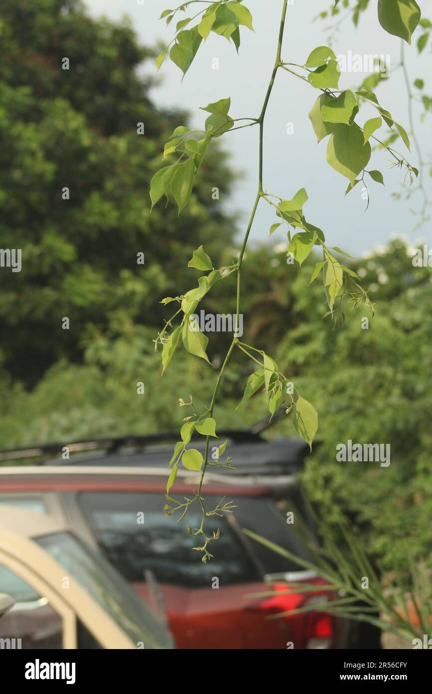 Native indian tree hi-res stock photography and images - Alamy