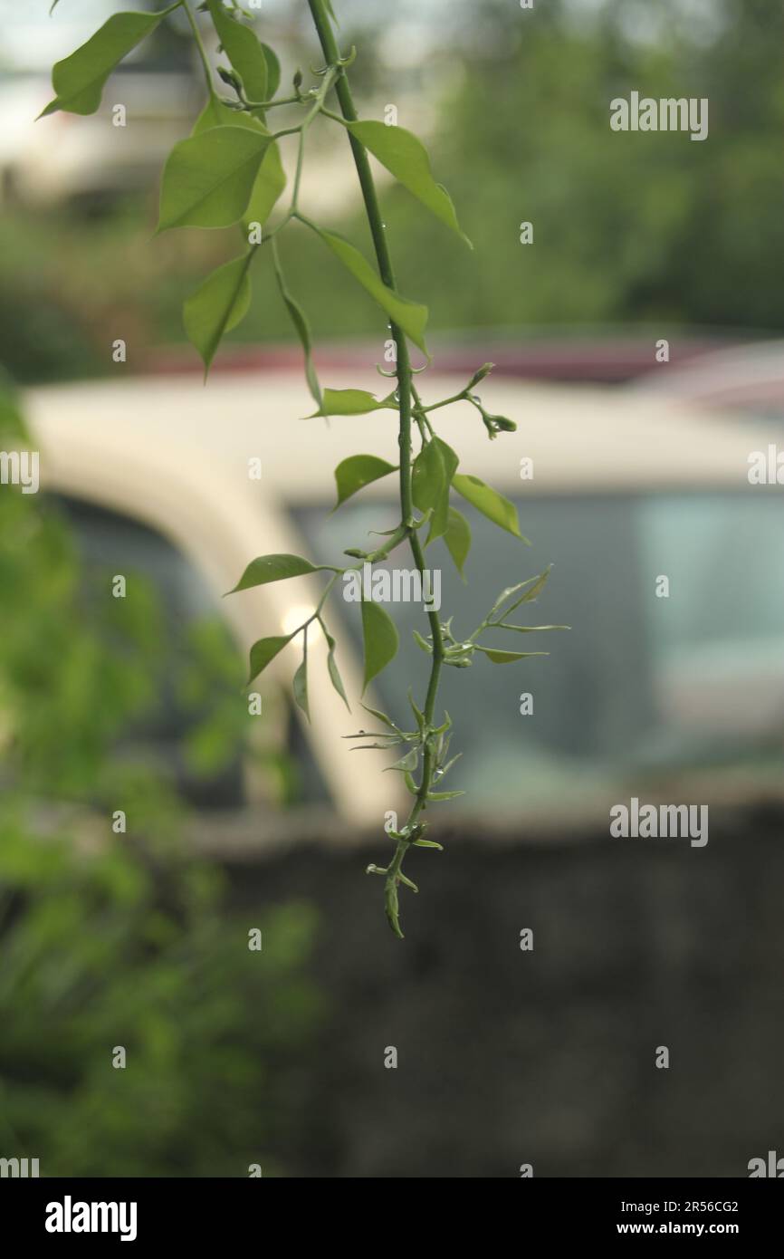 Indian rosewood, Dalbergia sissoo, shisham Stock Photo - Alamy