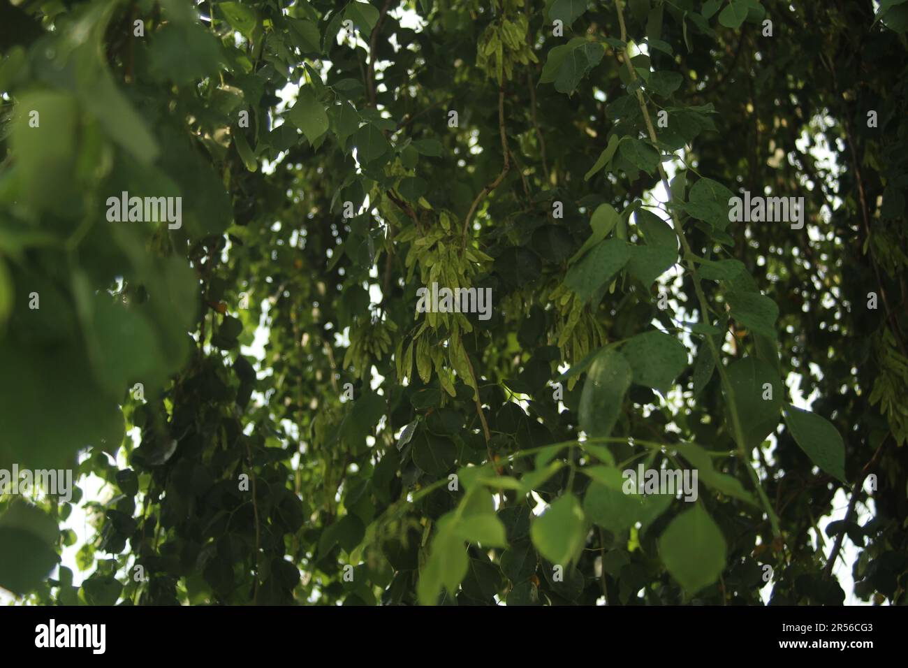 Indian rosewood, Dalbergia sissoo, shisham Stock Photo - Alamy