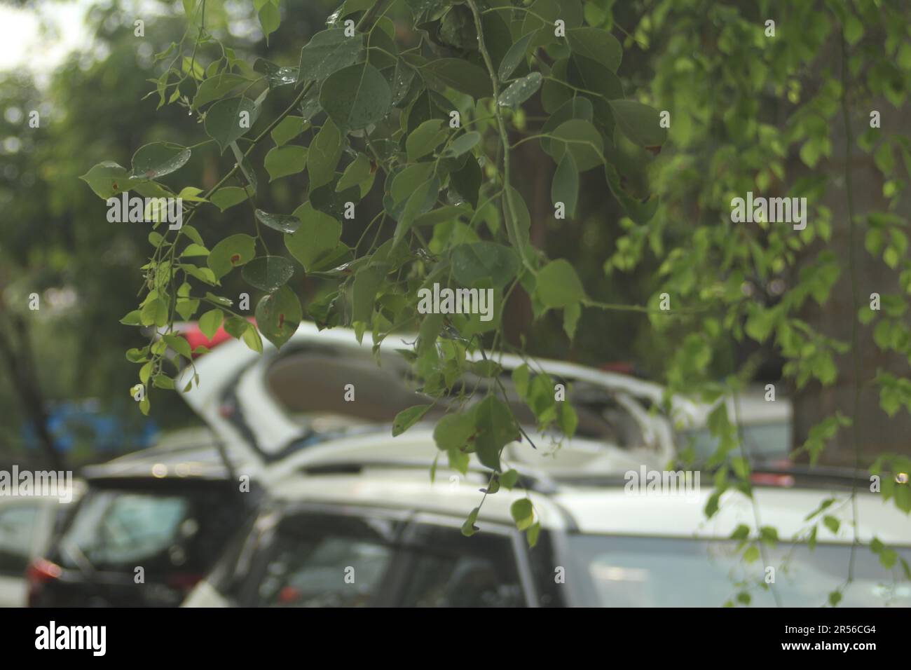 Indian rosewood, Dalbergia sissoo, shisham Stock Photo - Alamy