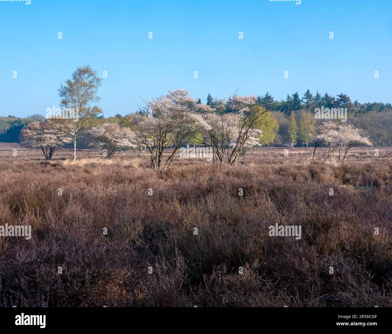 Amelanchier canadensis june berry tree hi-res stock photography and ...
