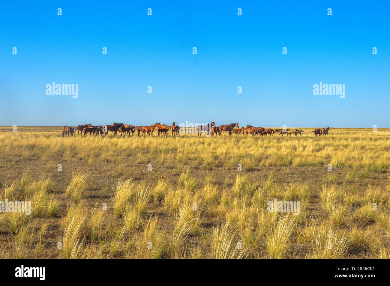 Horses in Kalmykia, steppe, Russia Stock Photo - Alamy