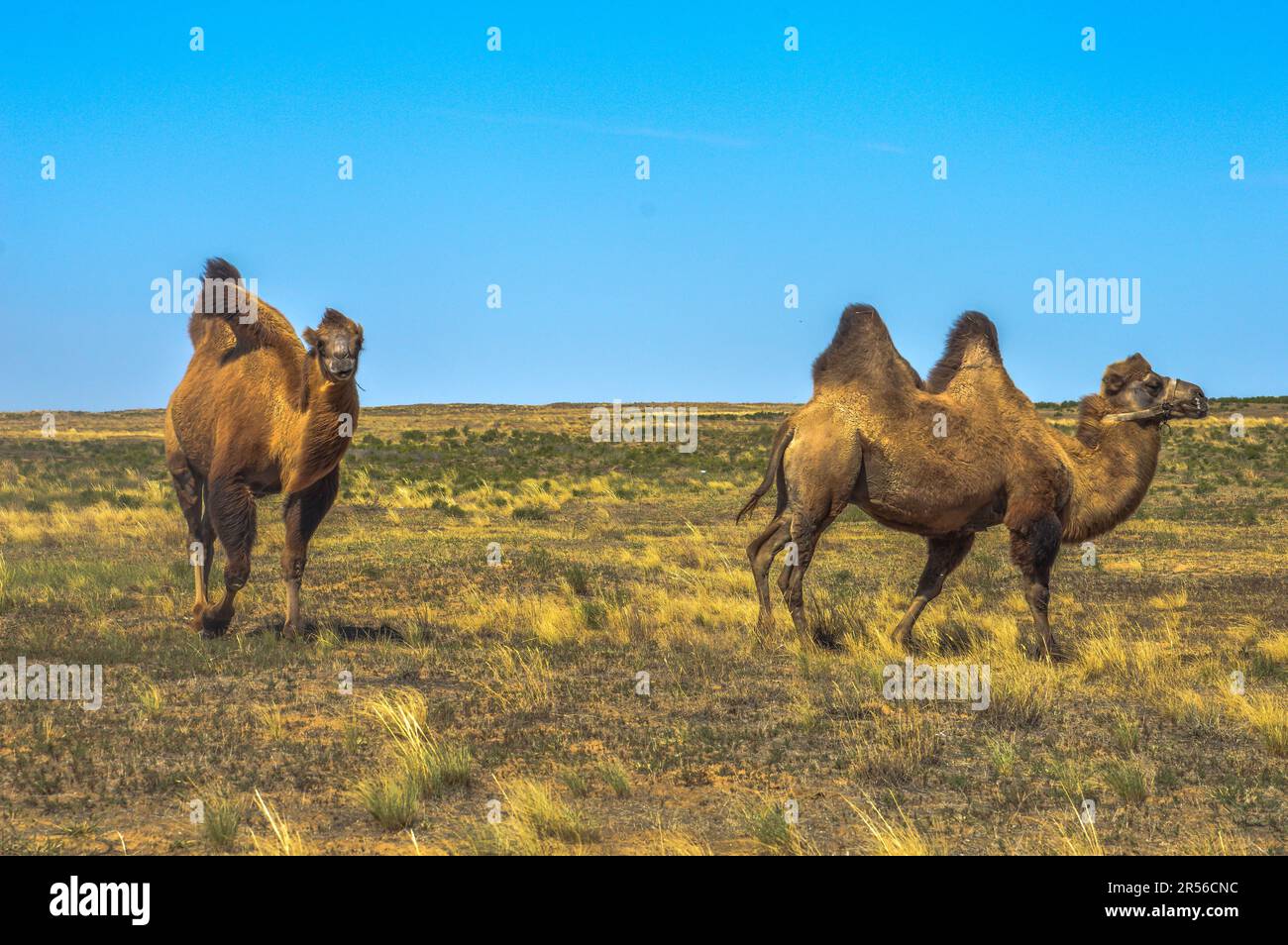 Mammal Of Russian Steppe