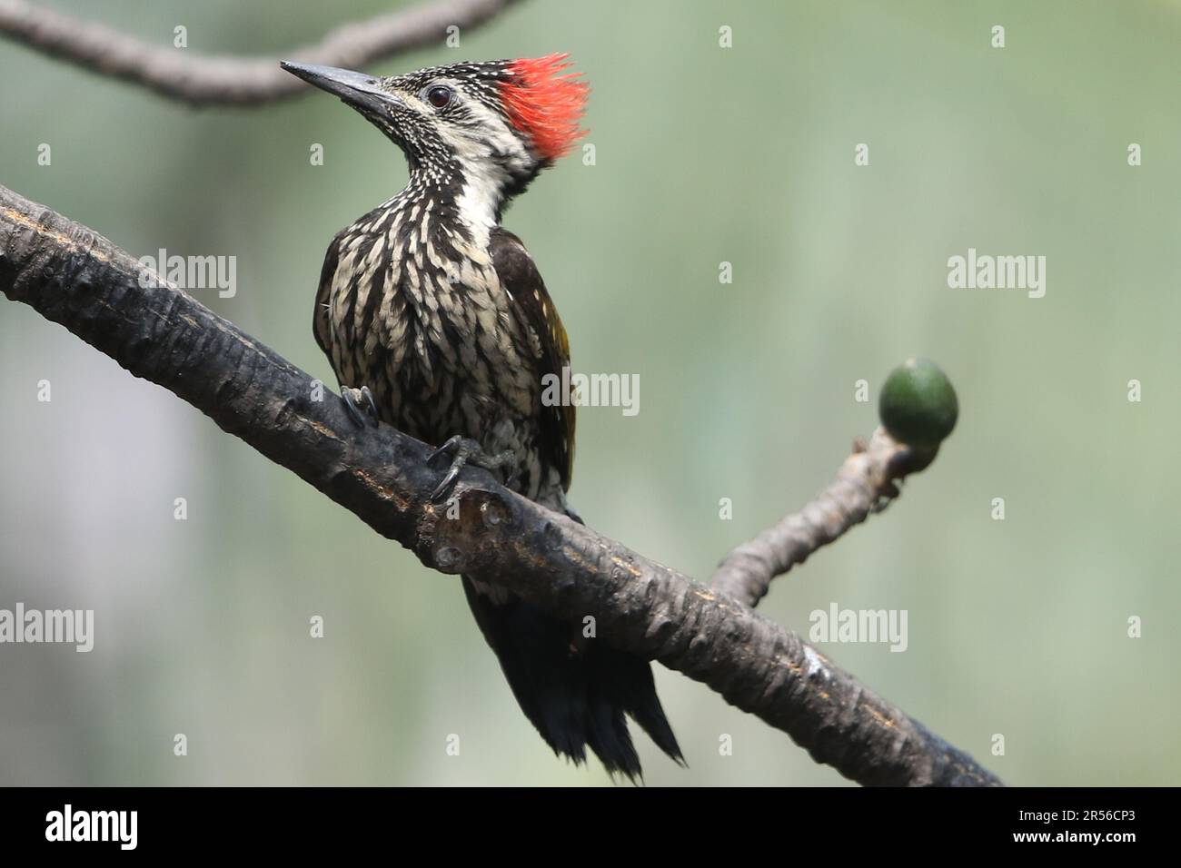 Woodpecker of bangladesh hi-res stock photography and images - Alamy