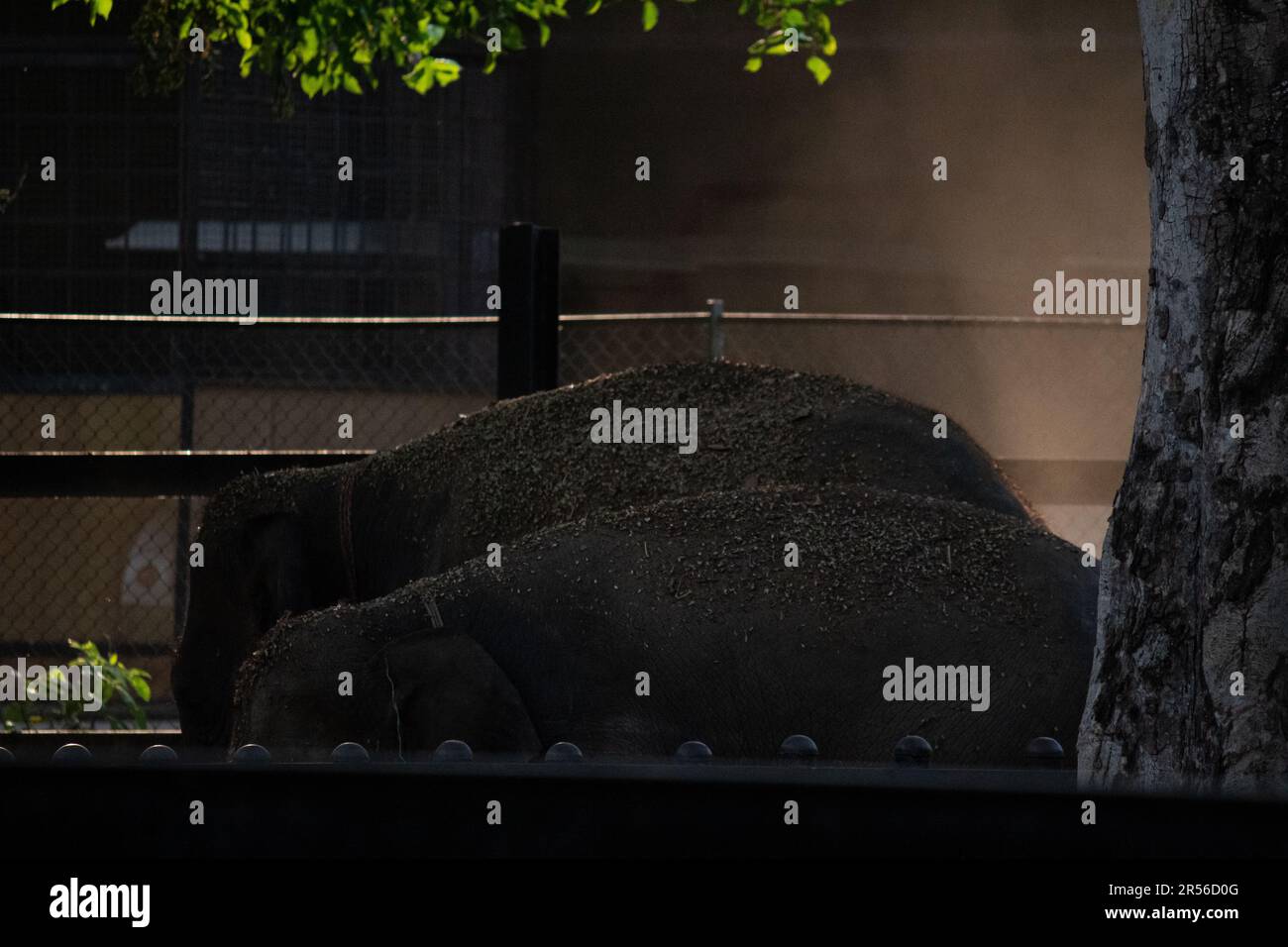 baby elephant playing with mother at Bannerghatta national park ...