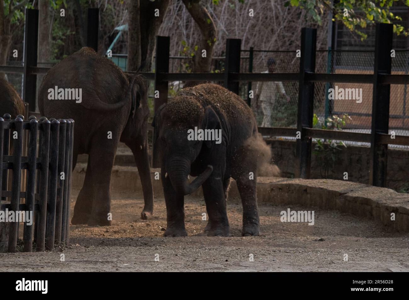baby elephant playing with mother at Bannerghatta national park ...