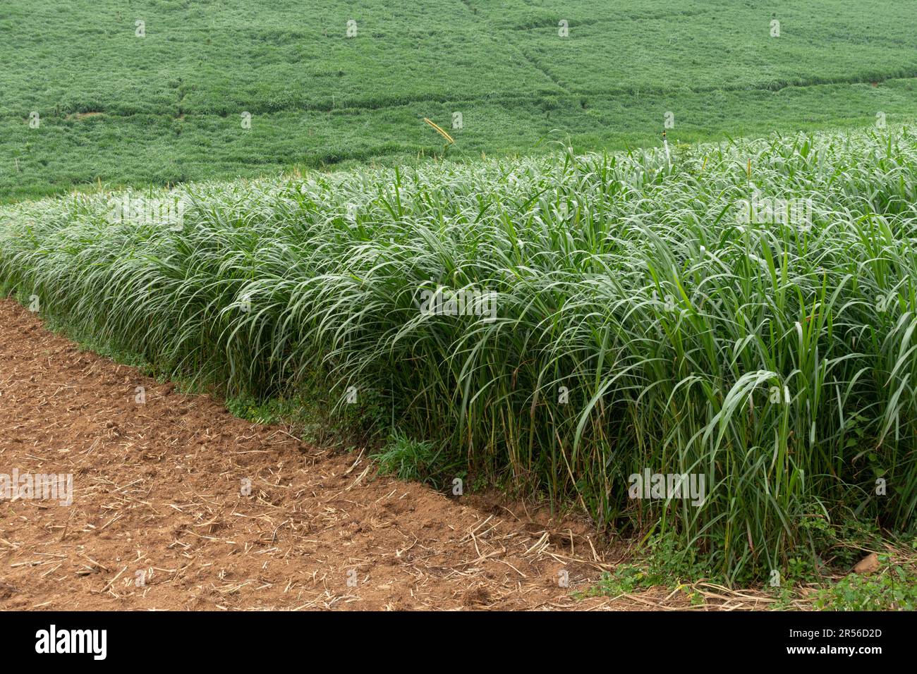 beautiful tall lush green grass growing on a farmland at wayanad in ...