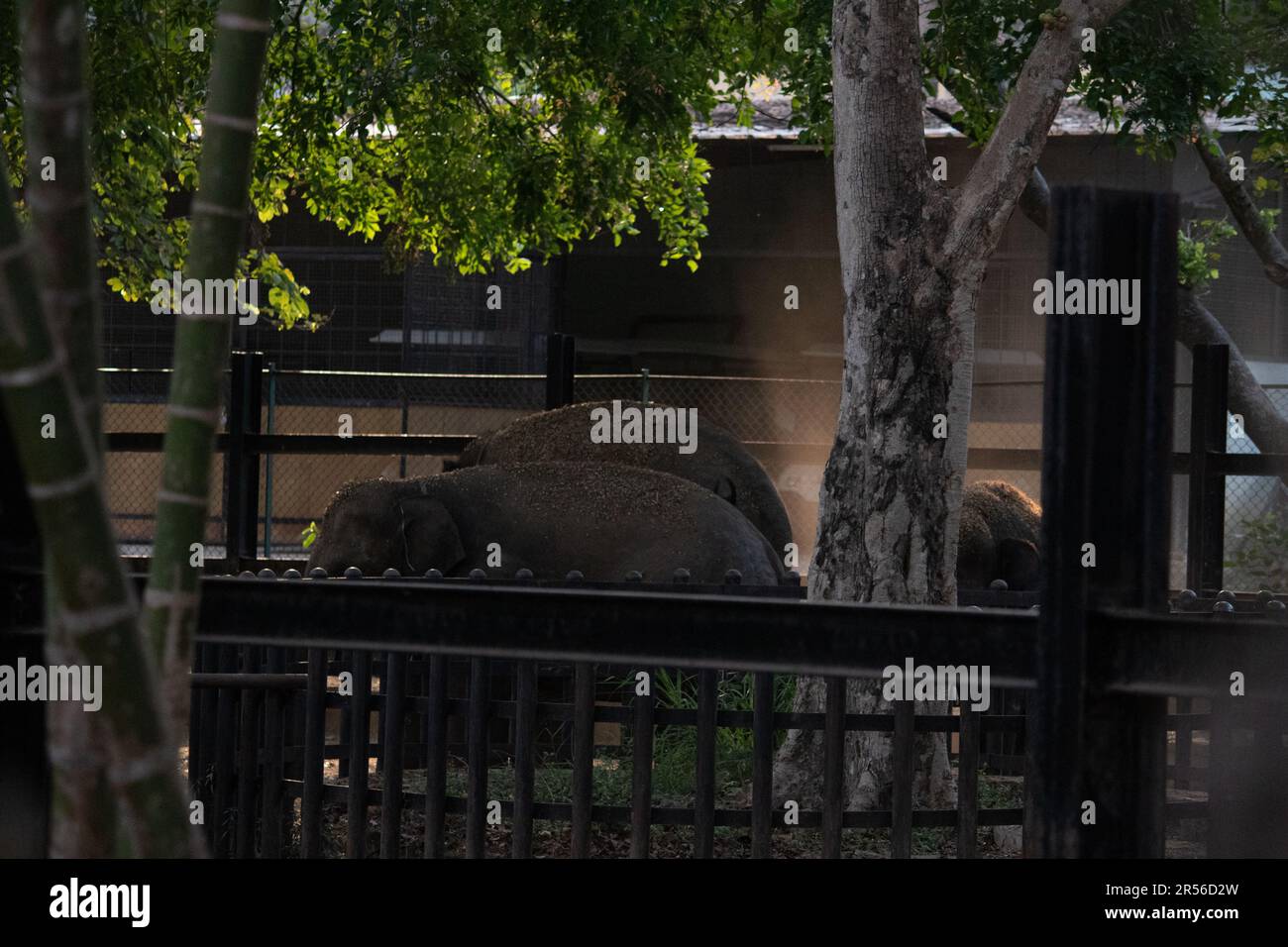 baby elephant playing with mother at Bannerghatta national park ...