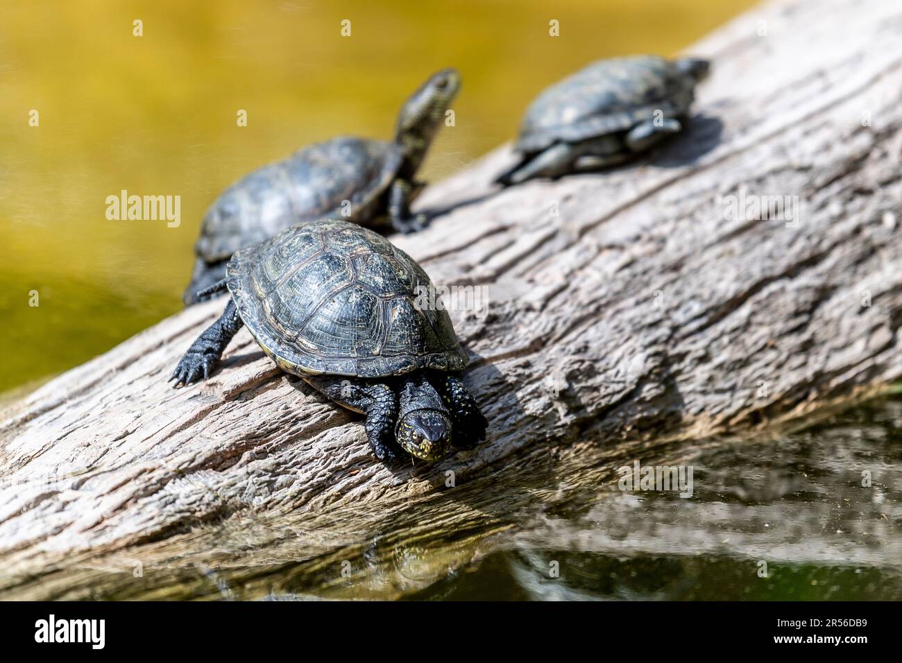 European pond turtle (Emys orbicularis) in Zoopark in Chomutov, Czech ...