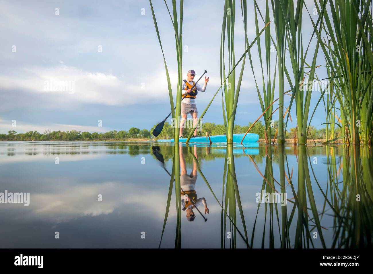 senior male paddler is paddling a stand up paddleboard on a calm lake ...