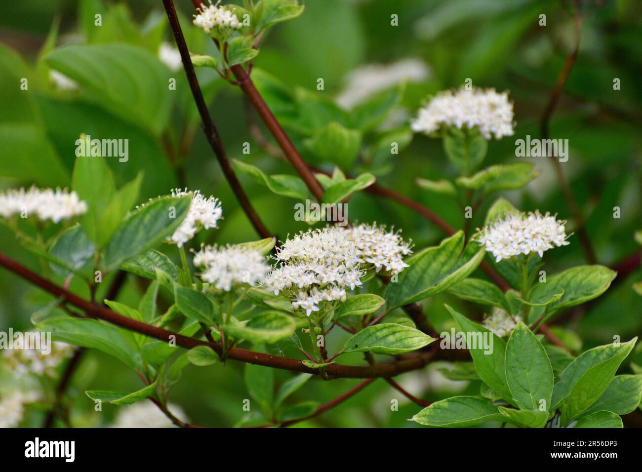Cornus alba - ornamental shrub of the dogwood family in bloom Stock Photo - Alamy