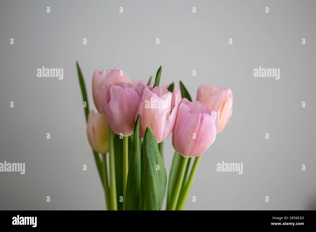 Pink tulips beautiful flower bouquet on a grey background Stock Photo ...