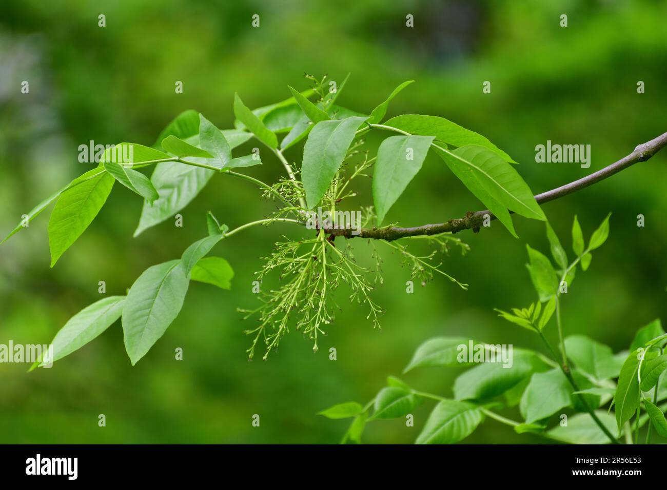 Fraxinus pennsylvanica - Pennsylvania ash in a spring Stock Photo - Alamy