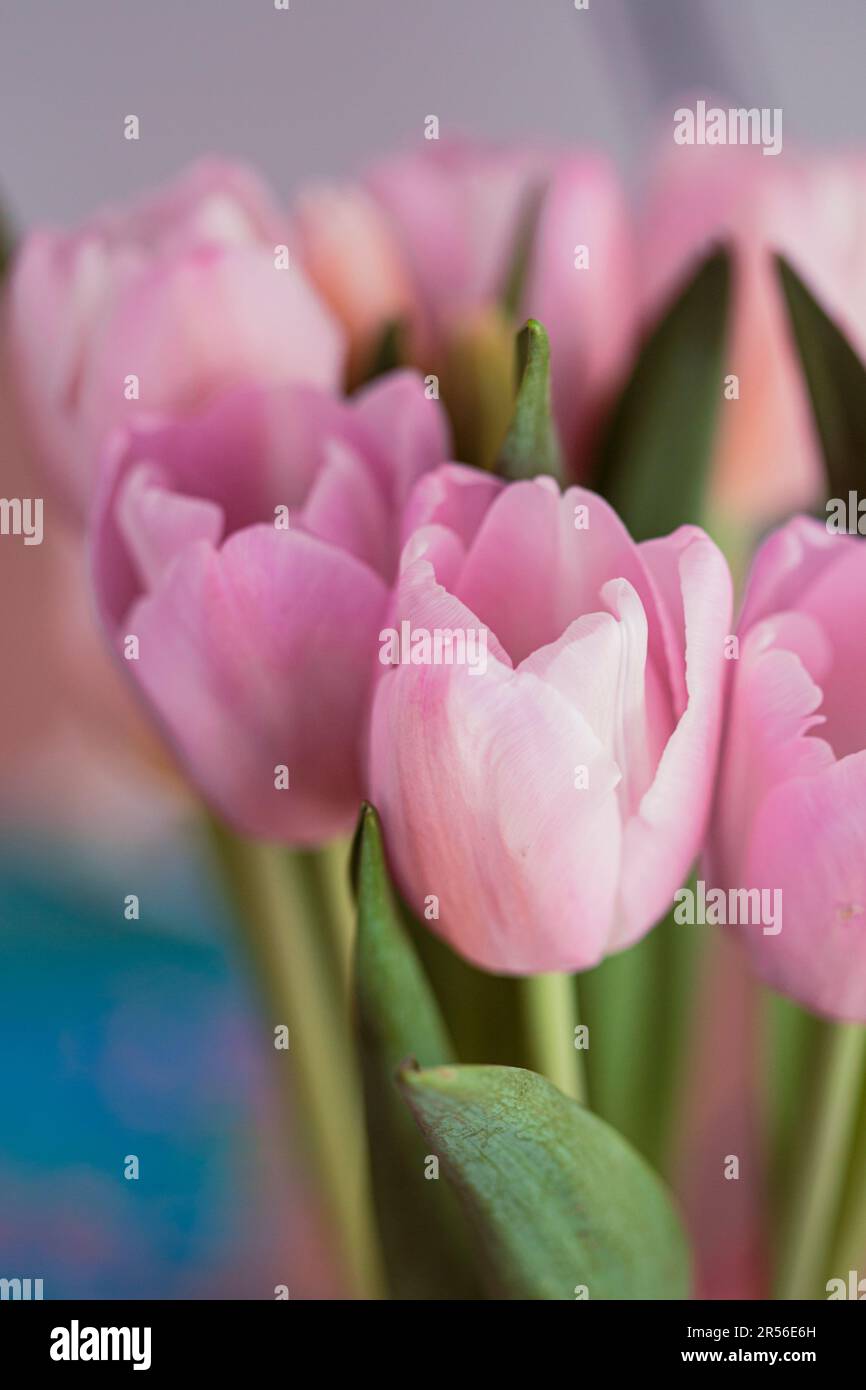 Pink tulips beautiful flower bouquet on a grey background Stock Photo ...