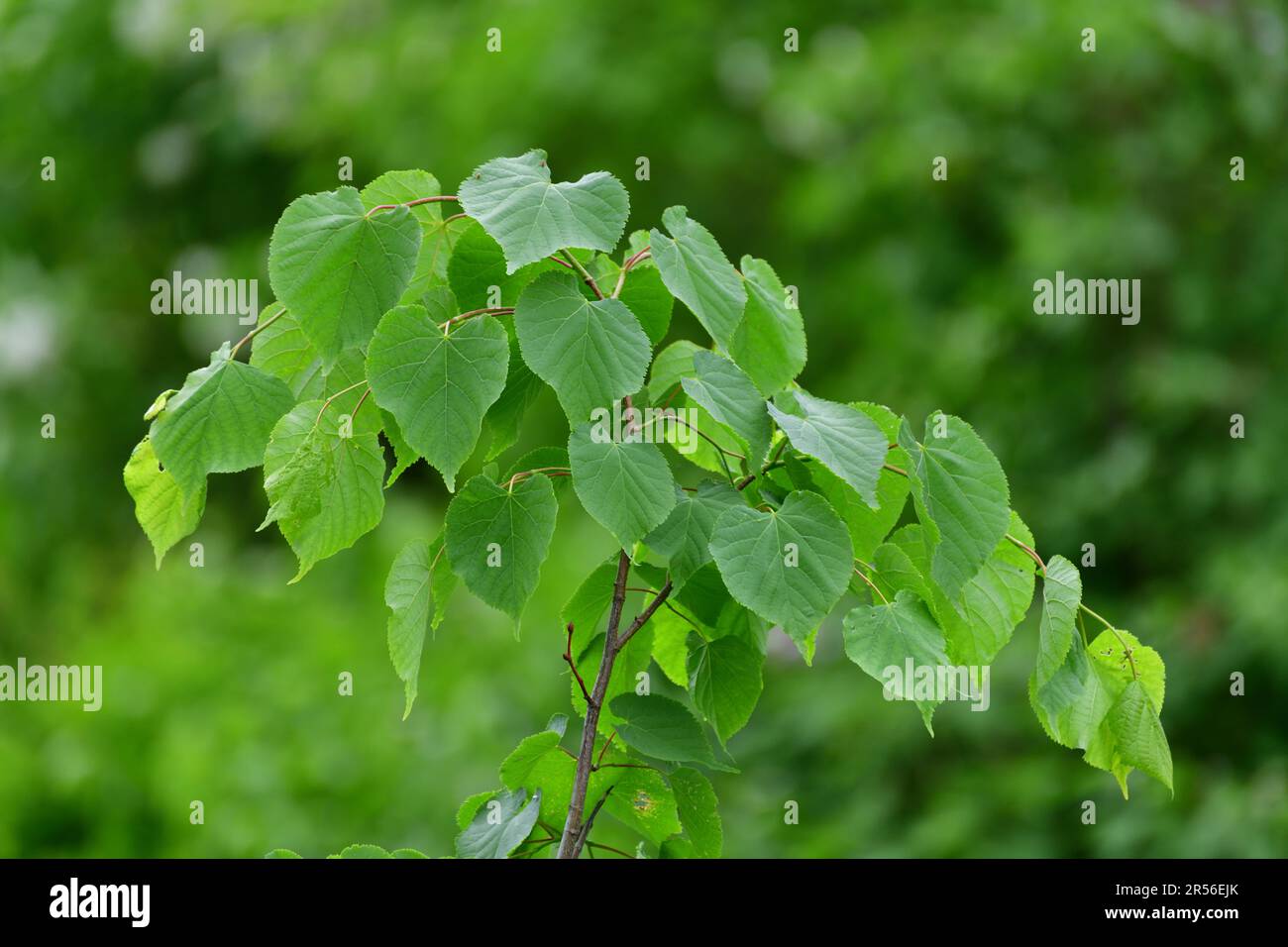 Tree light slider hi-res stock photography and images - Alamy