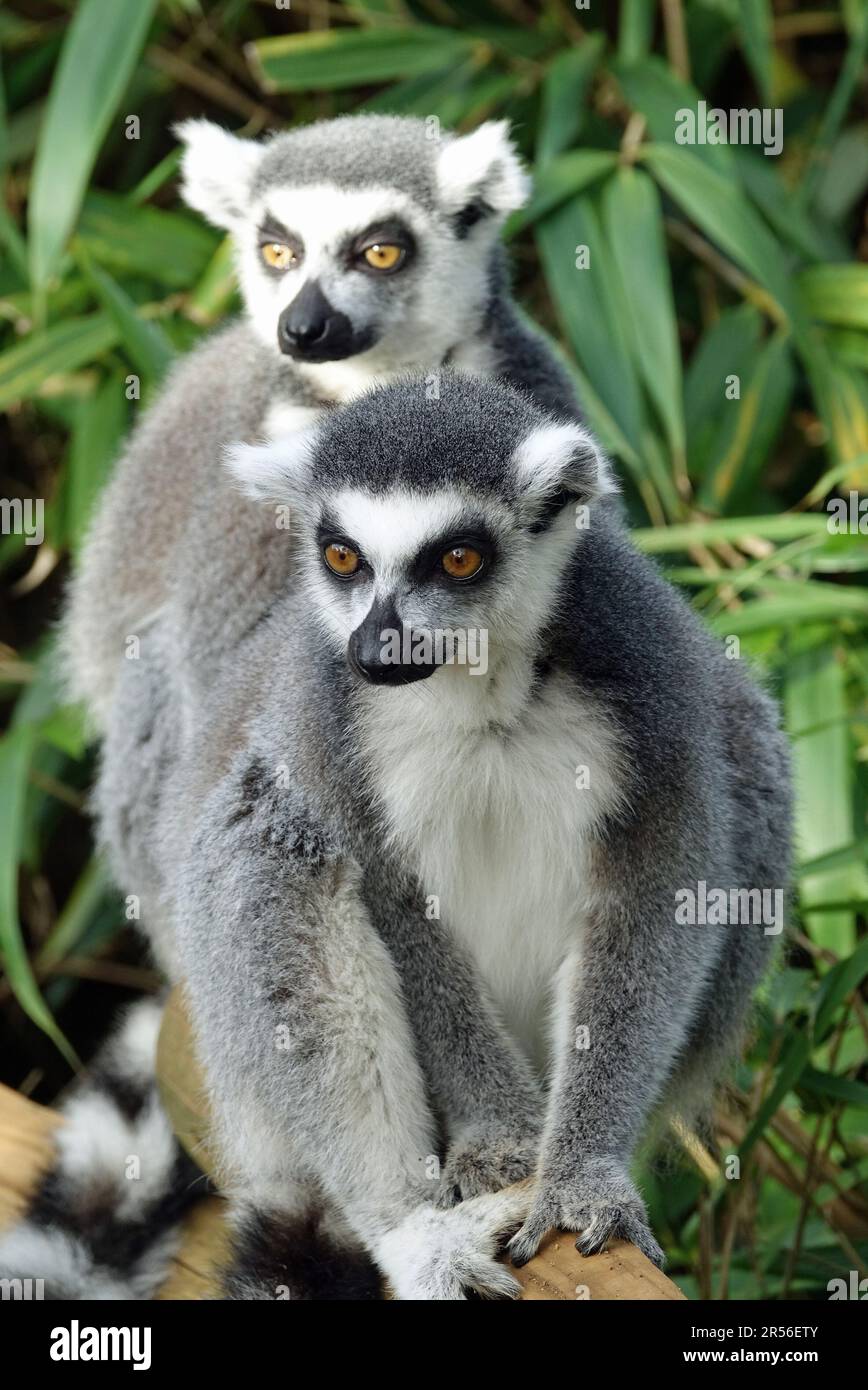Ring-tailed Lemur at Cotswold Wildlife Park, Nr. Burford, Oxfordshire, Cotswolds, England, UK ...