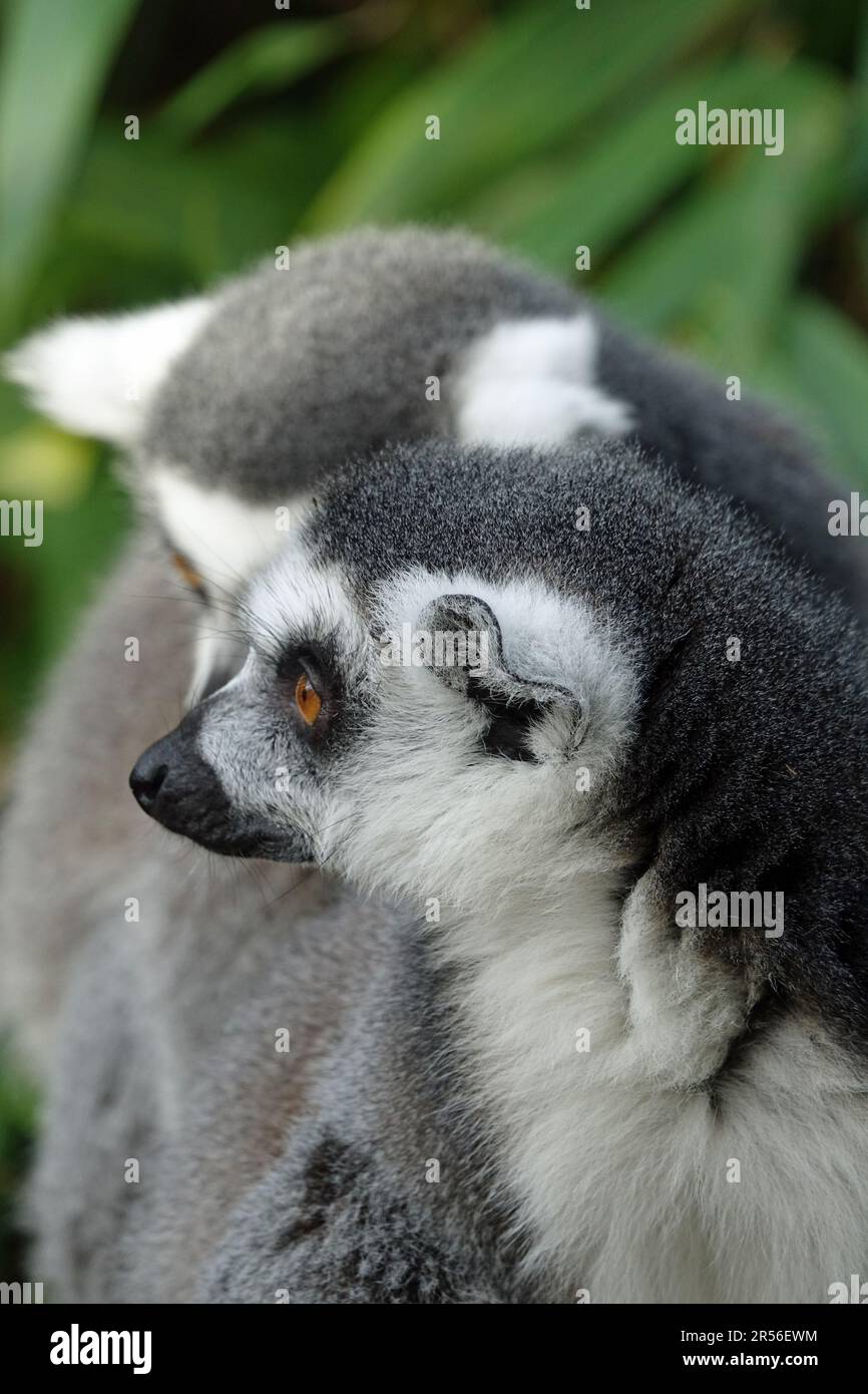Ring-tailed Lemur at Cotswold Wildlife Park, Nr. Burford, Oxfordshire, Cotswolds, England, UK ...