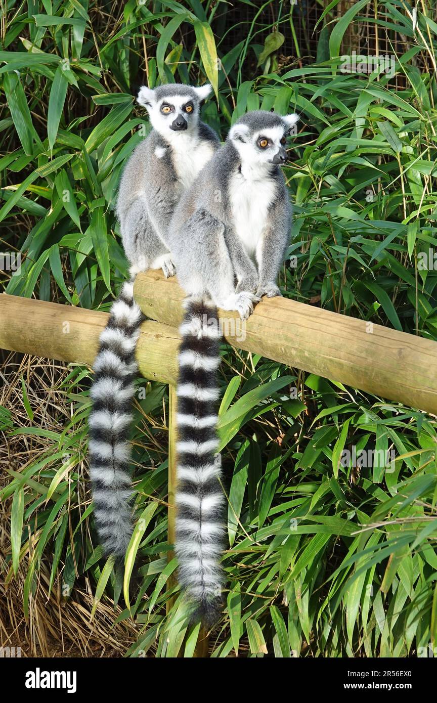 Ring-tailed Lemur at Cotswold Wildlife Park, Nr. Burford, Oxfordshire, Cotswolds, England, UK ...