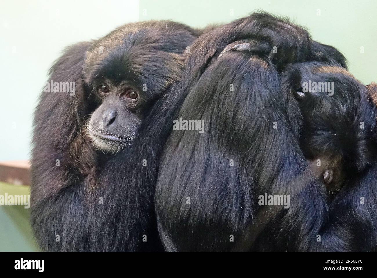 Chimpanzees at Cotswold Wildlife Park, Nr. Burford, Oxfordshire ...
