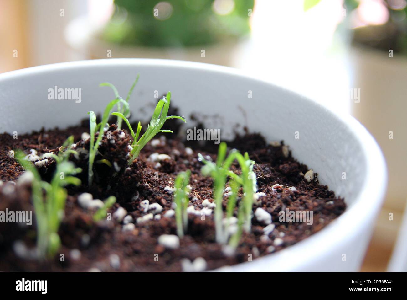 Sprouted spinach growing in a pot. A week after planting, young ...