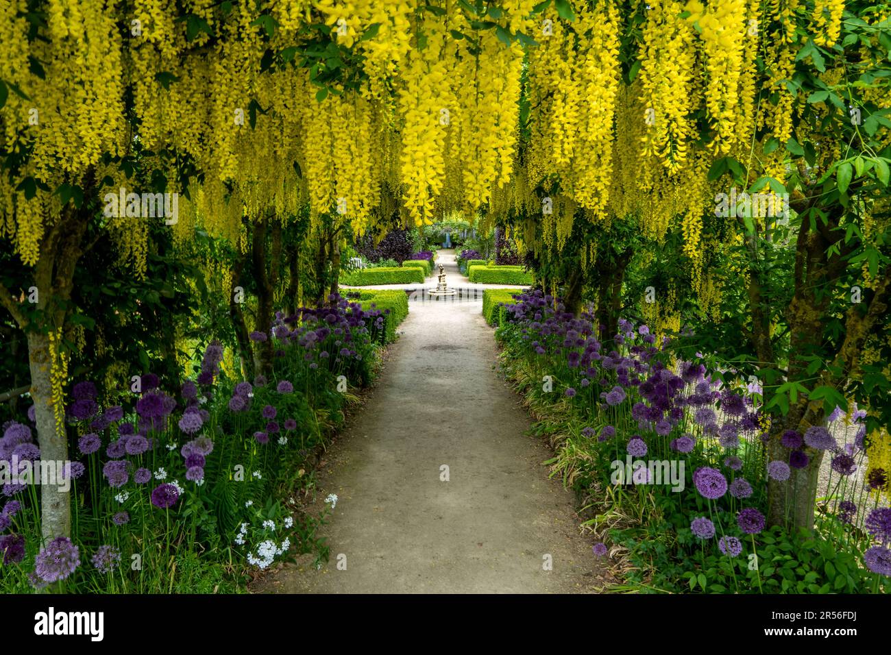 A formal garden with hanging yellow laburnum flowers forming a tunnel ...
