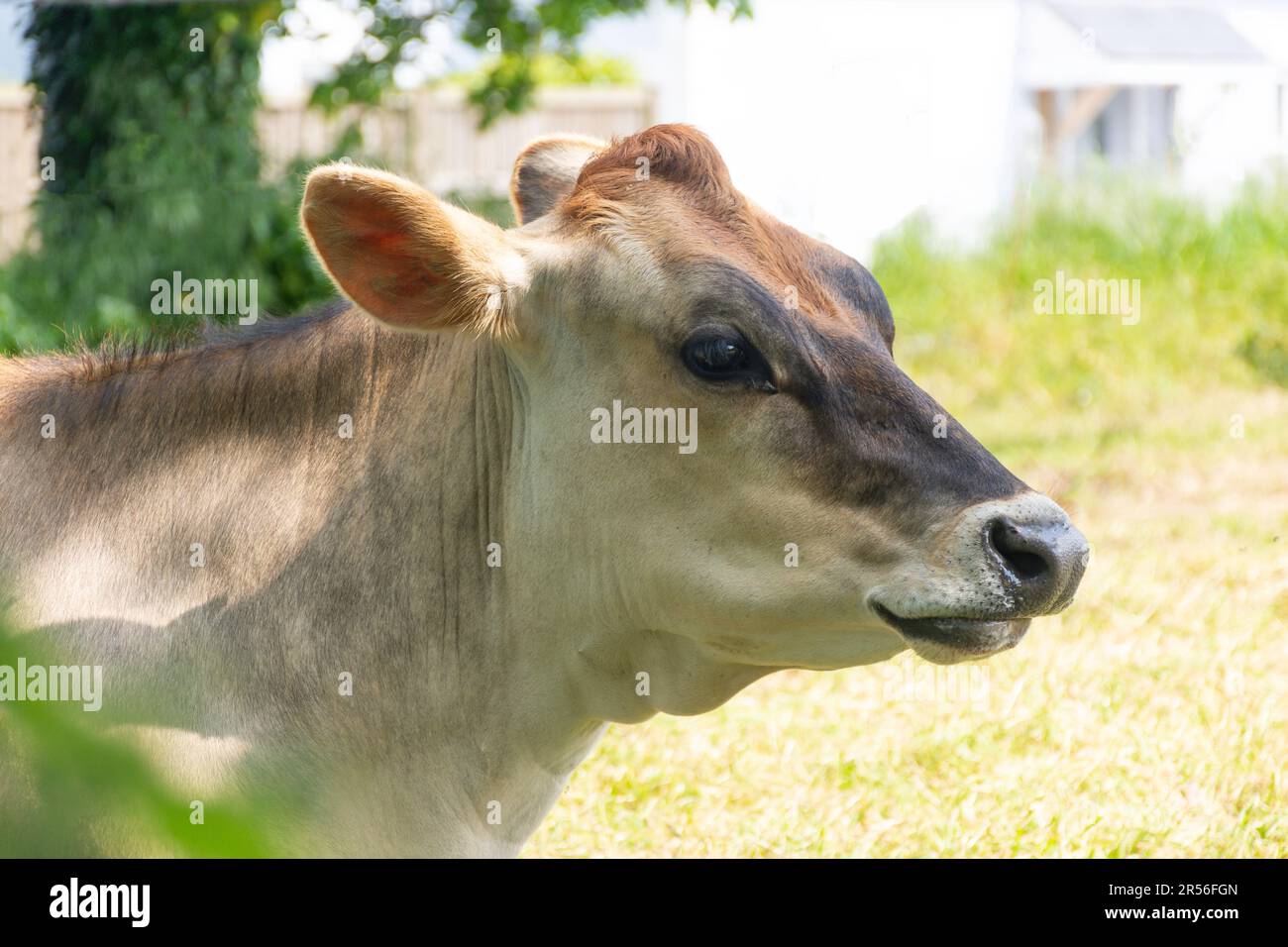 Field trinity jersey hi-res stock photography and images - Alamy