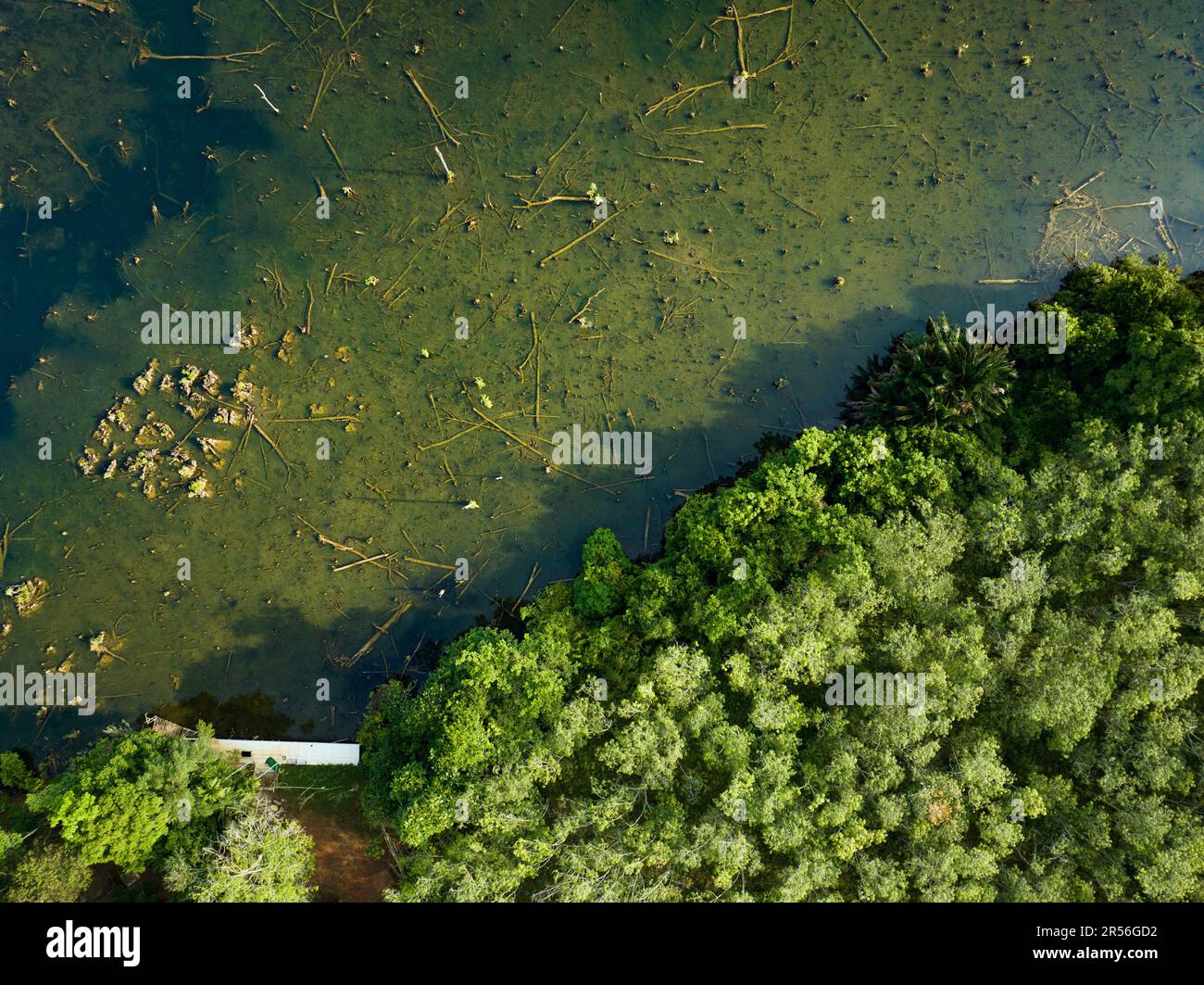 Aerial view top down Drone view over swamp or lake in sunrise or sunset ...