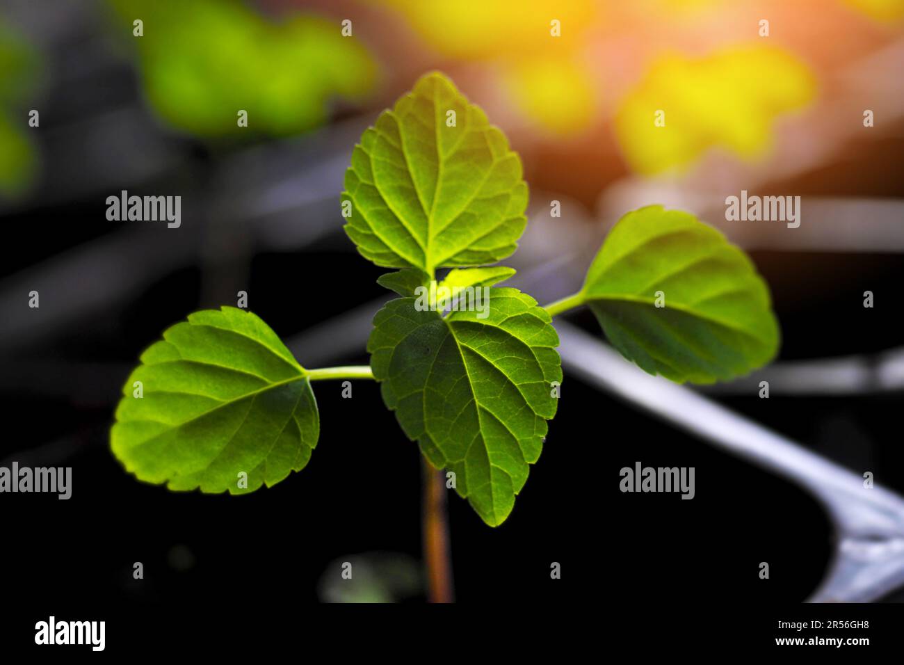 Tomato sprout in sun. Indoor seedlings in pots with soil. Preparation ...