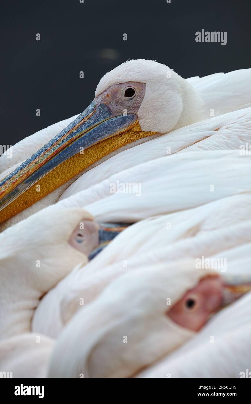 Pelican head closeup Stock Photo - Alamy