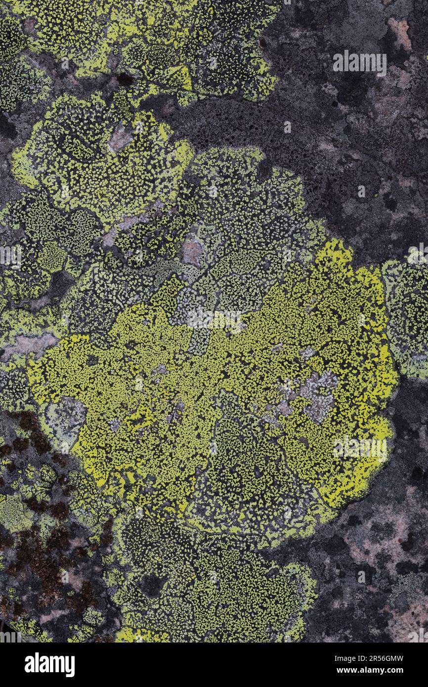 Landkartenflechte, Landkarten-Flechte, Krustenflechte auf Gestein ...