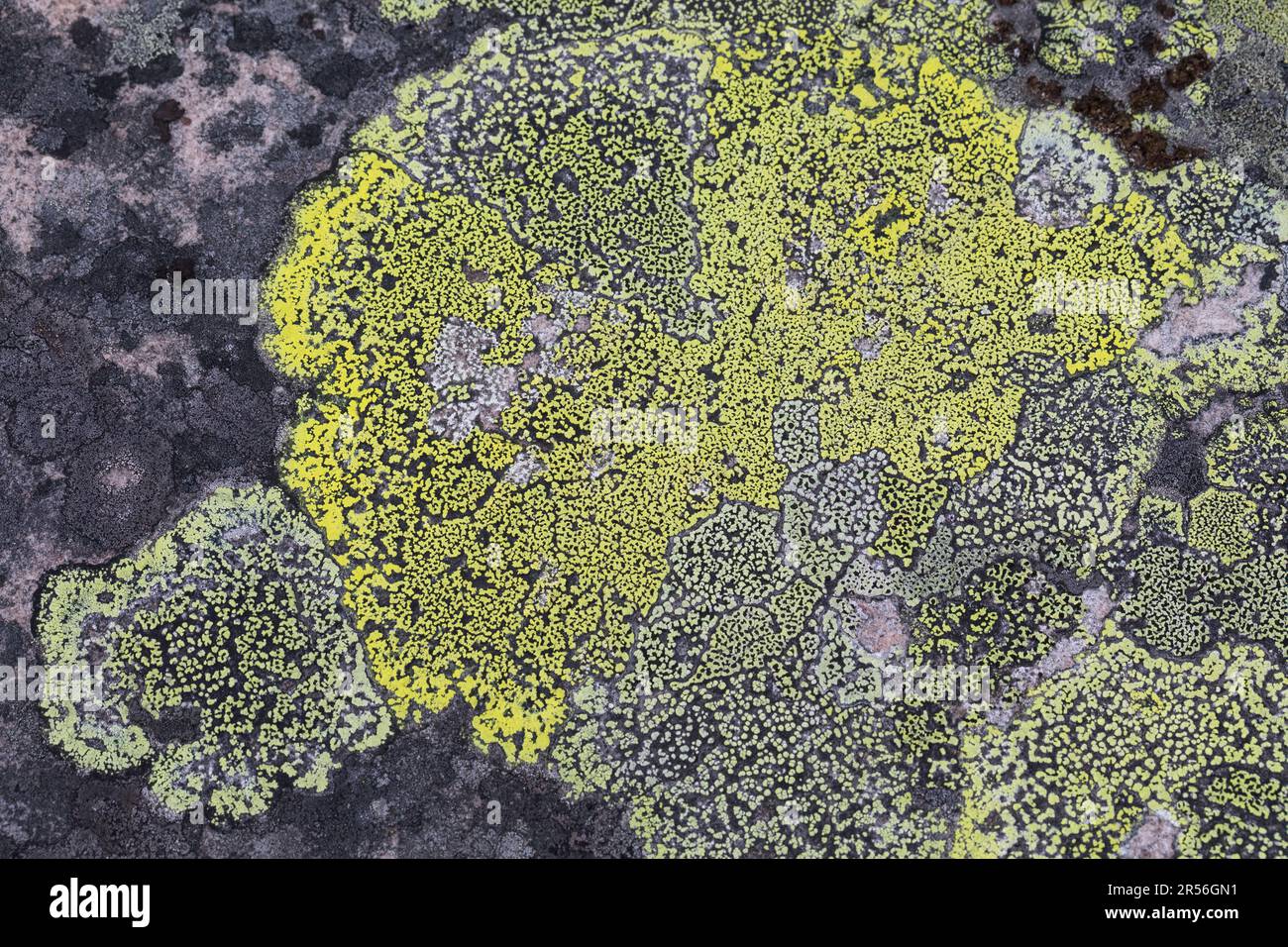 Landkartenflechte, Landkarten-Flechte, Krustenflechte auf Gestein ...