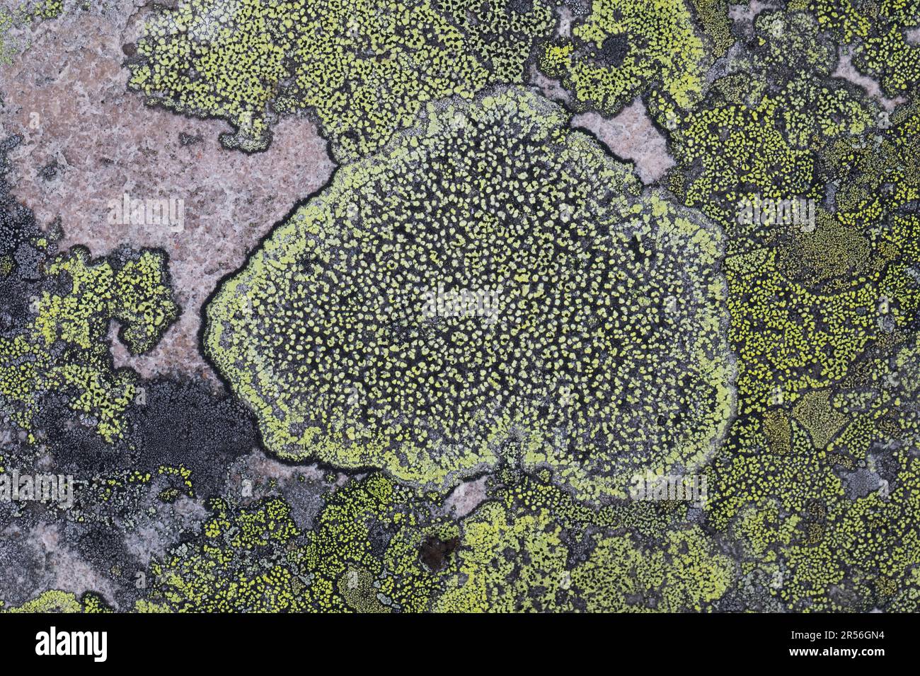 Landkartenflechte, Landkarten-Flechte, Krustenflechte auf Gestein ...